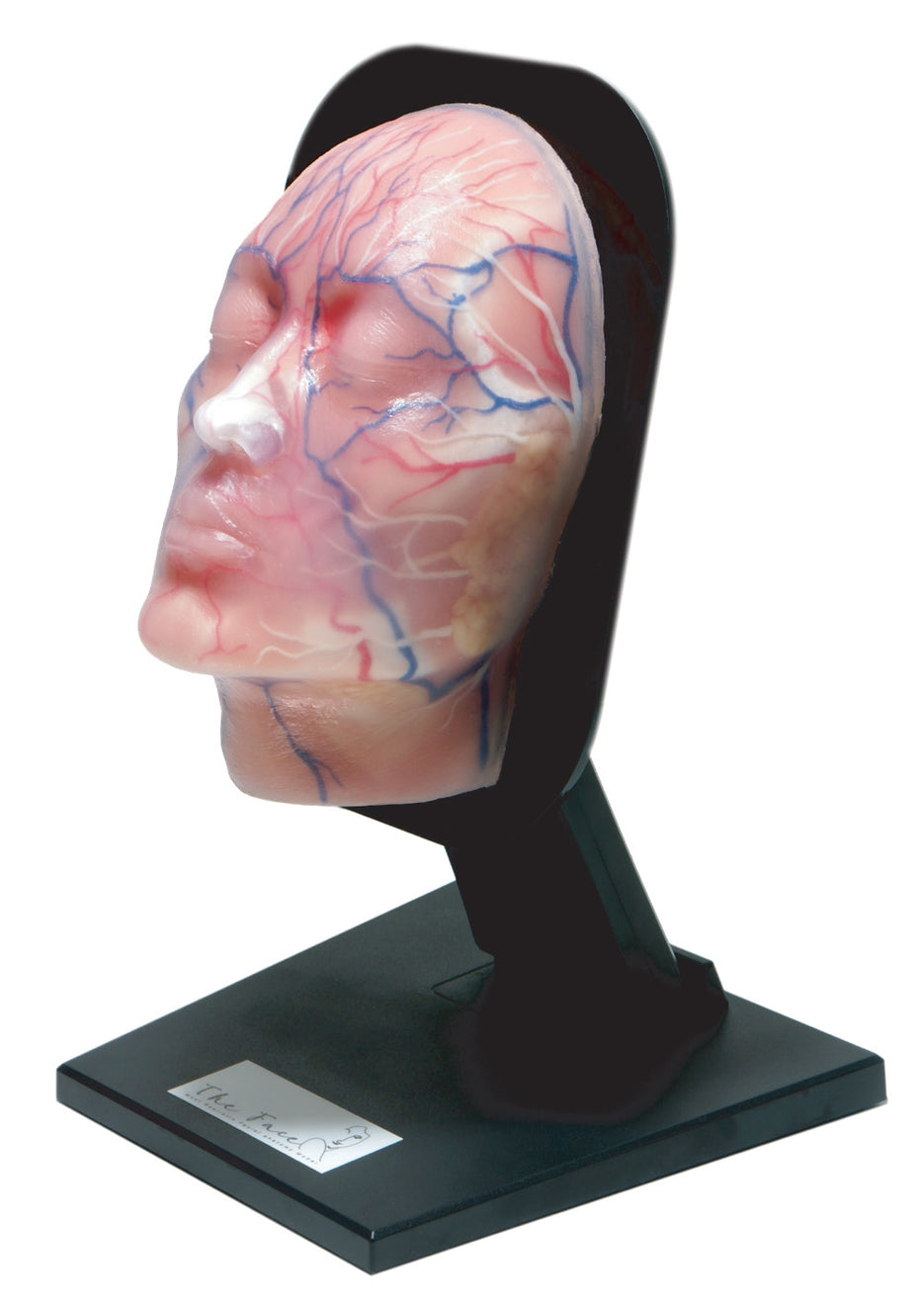 Aesthetic Training Head – Mesobase